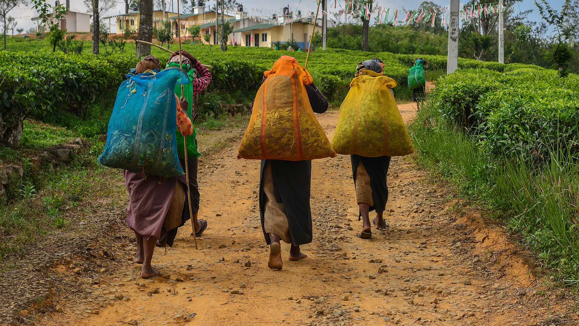 Misereor: Fastenaktion 2025 – Sri Lanka im Mittelpunkt